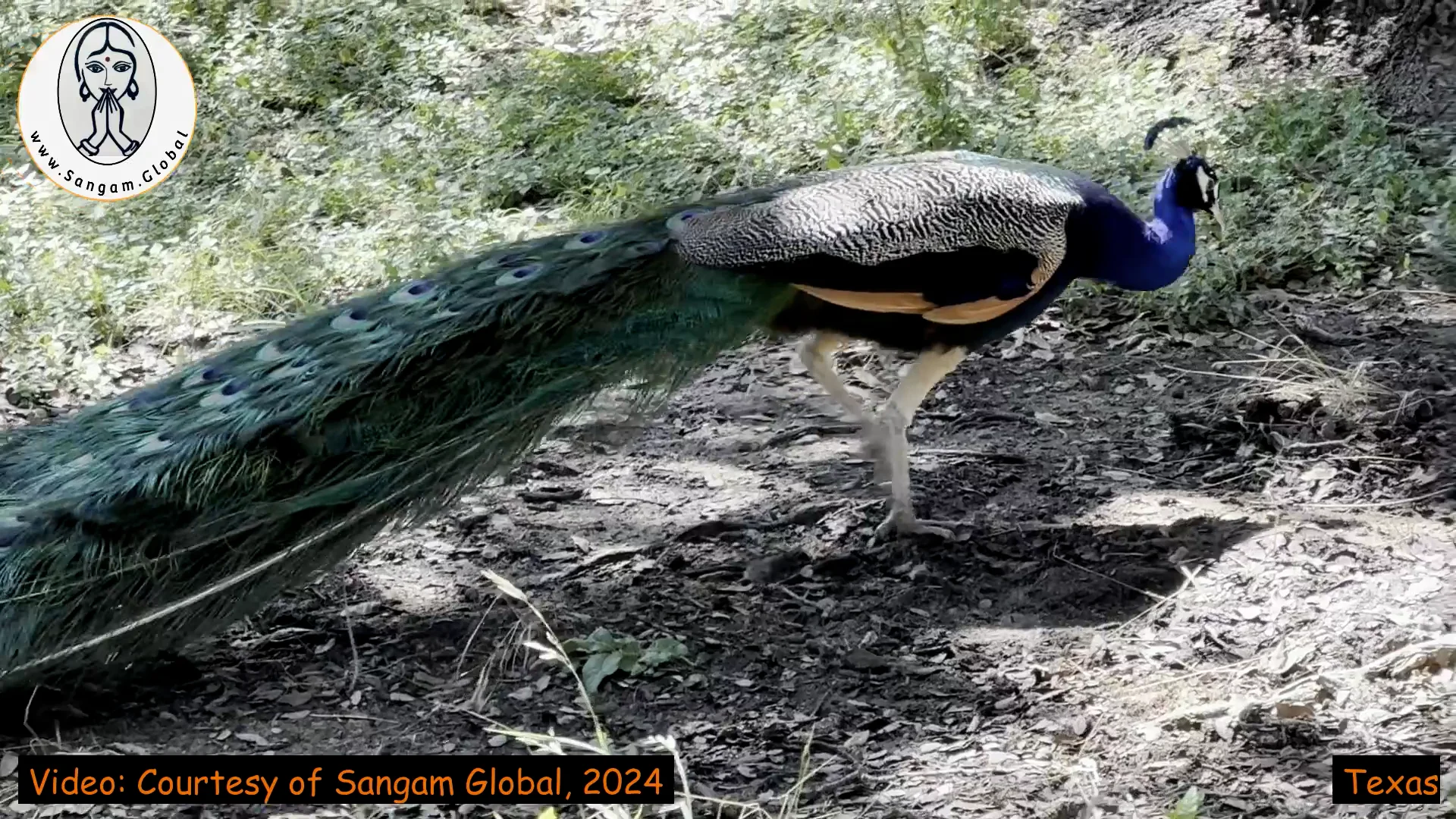 0. Countdown-Alagae Alagae-Birds and Animals-Pavalan