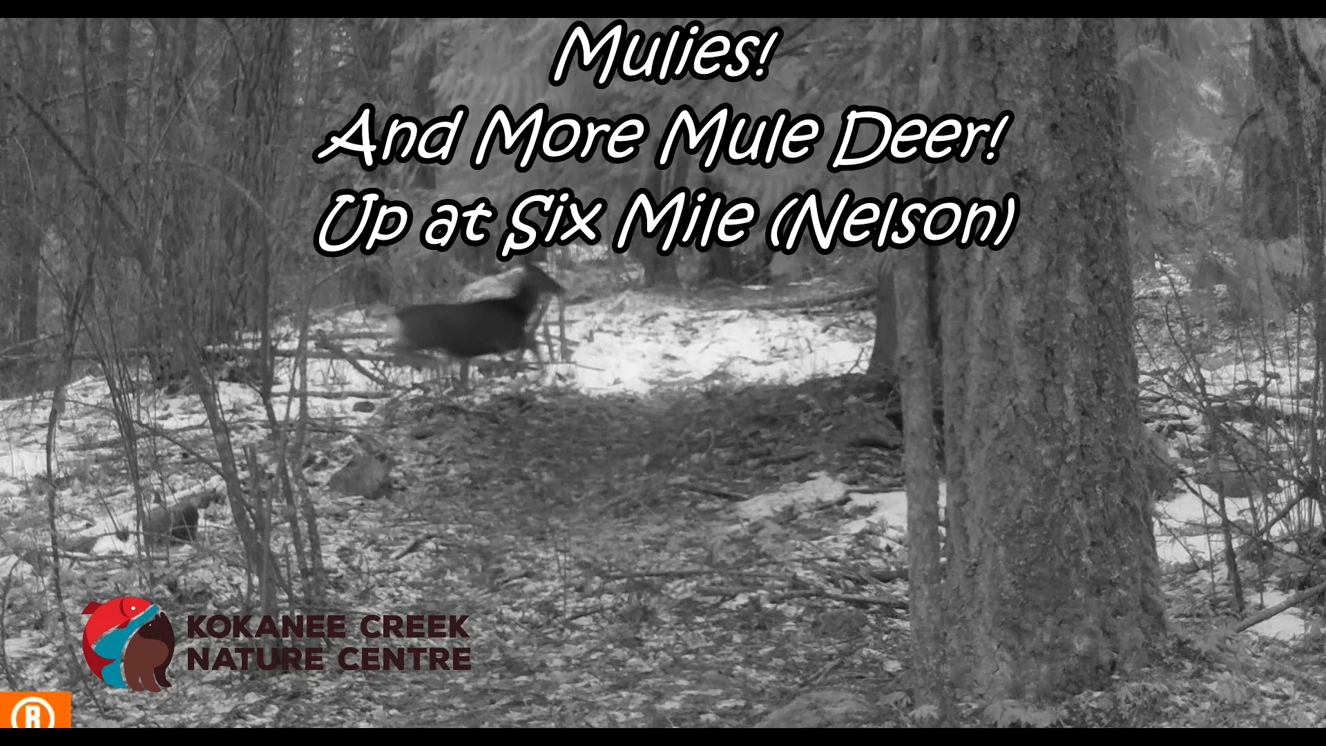 Mulies and Even More Mulies Up at Six Mile