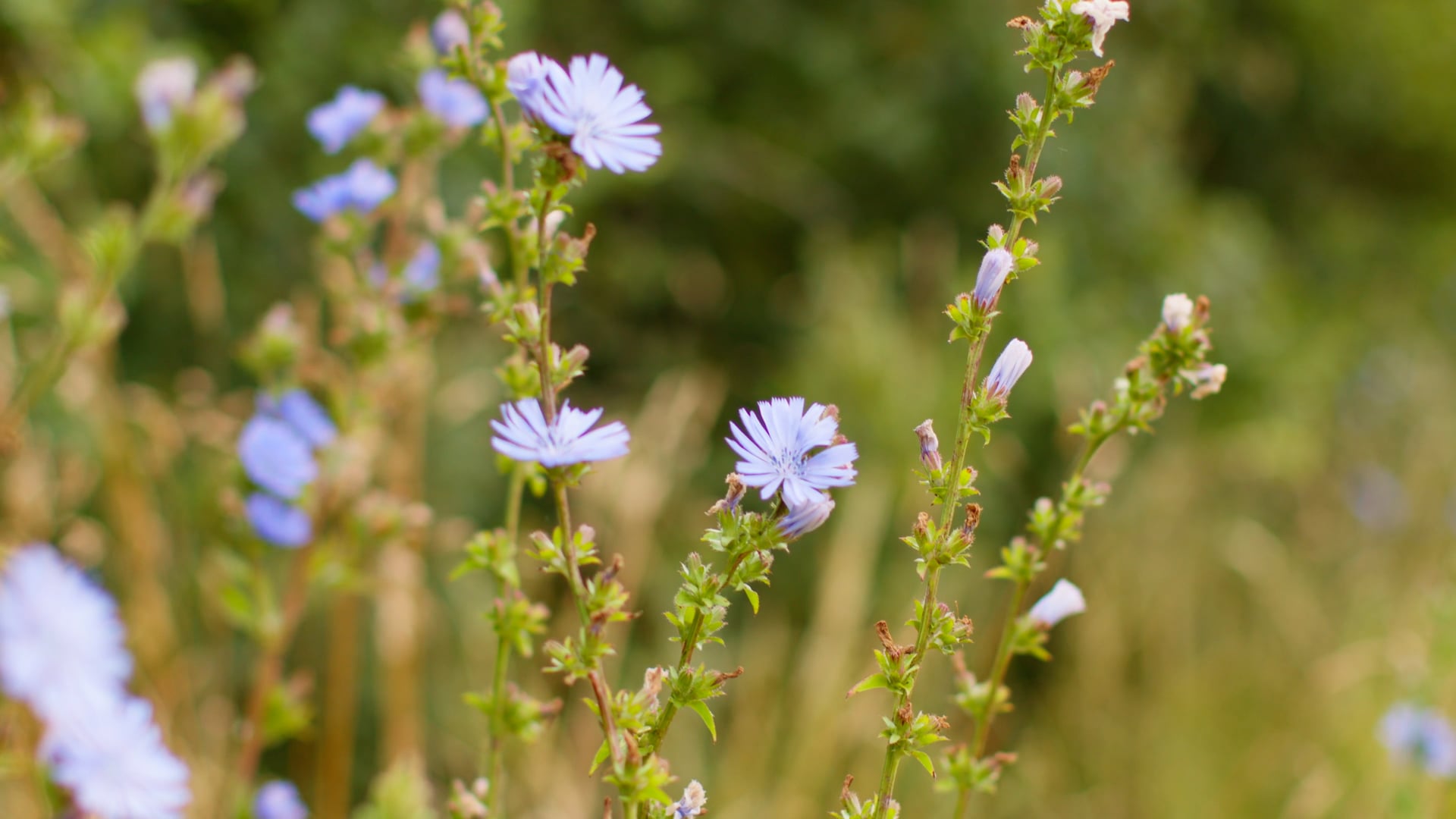 The 38 Flowers | The Bach Therapy