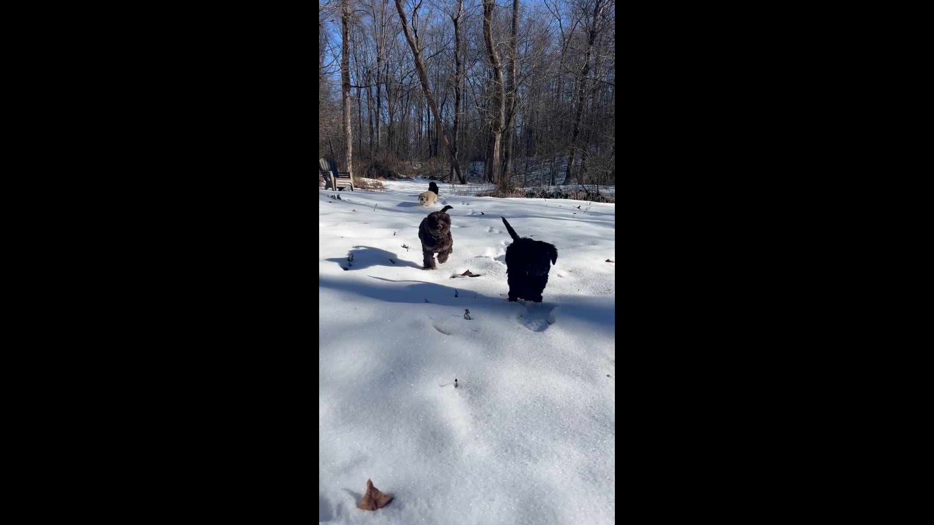 Professional Dog Boarding Services