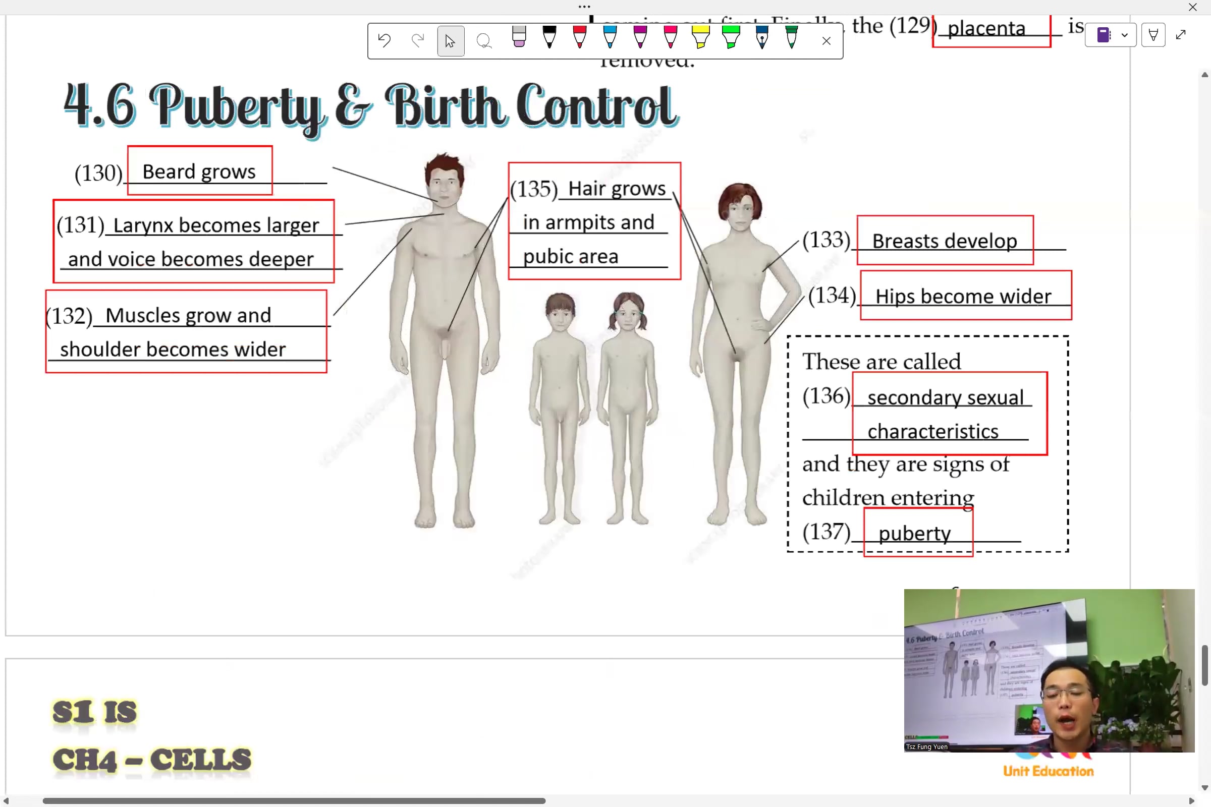 Cells part 7 (puberty and birth control