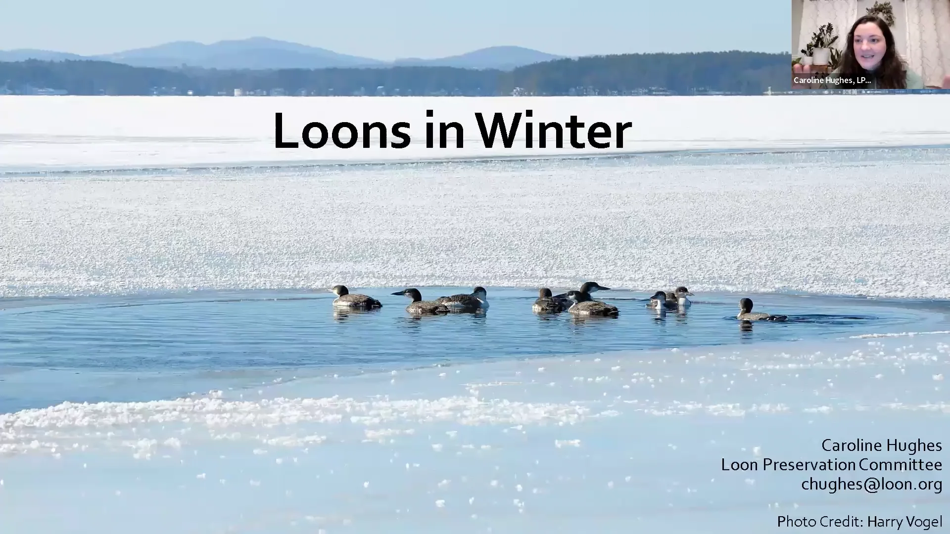 Loons in Winter