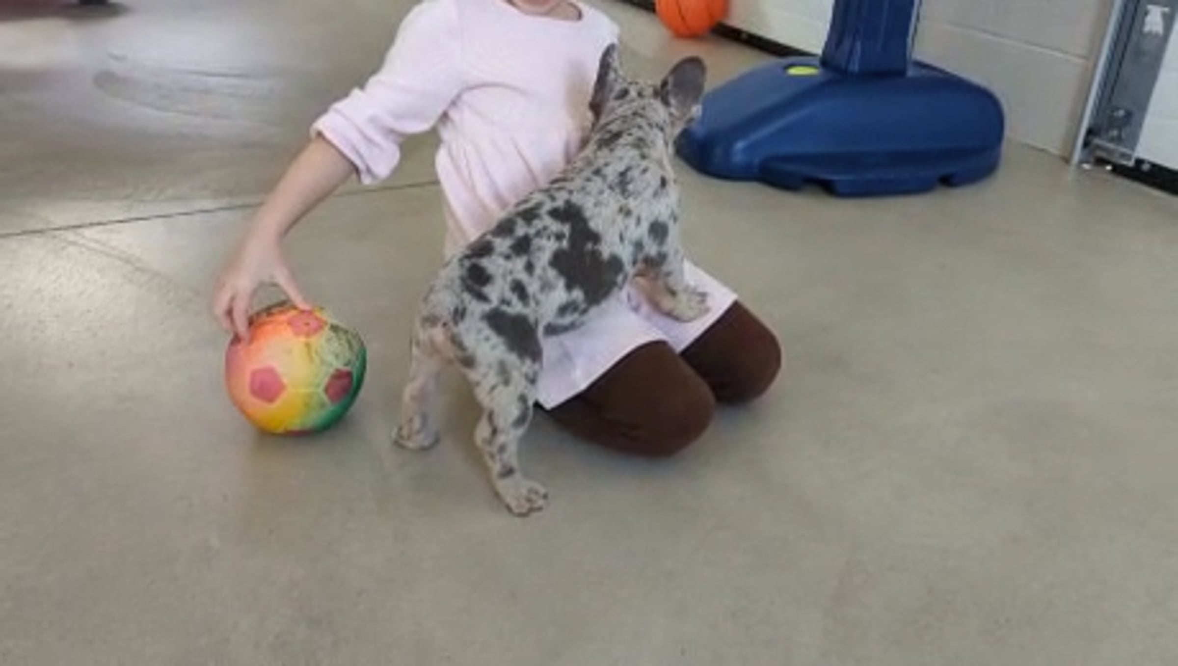 Alexander - French Bulldog puppy for sale