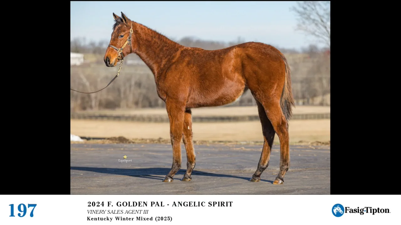 Hip 197 FT Feb Golden Pal - Angelic Spirit '24