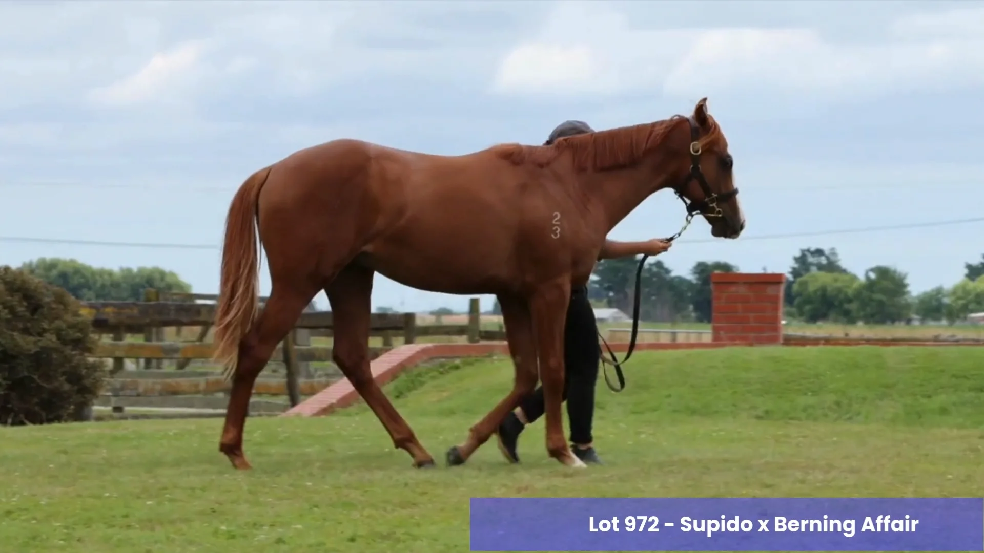 Lot 972 - Supido x Berning Affair