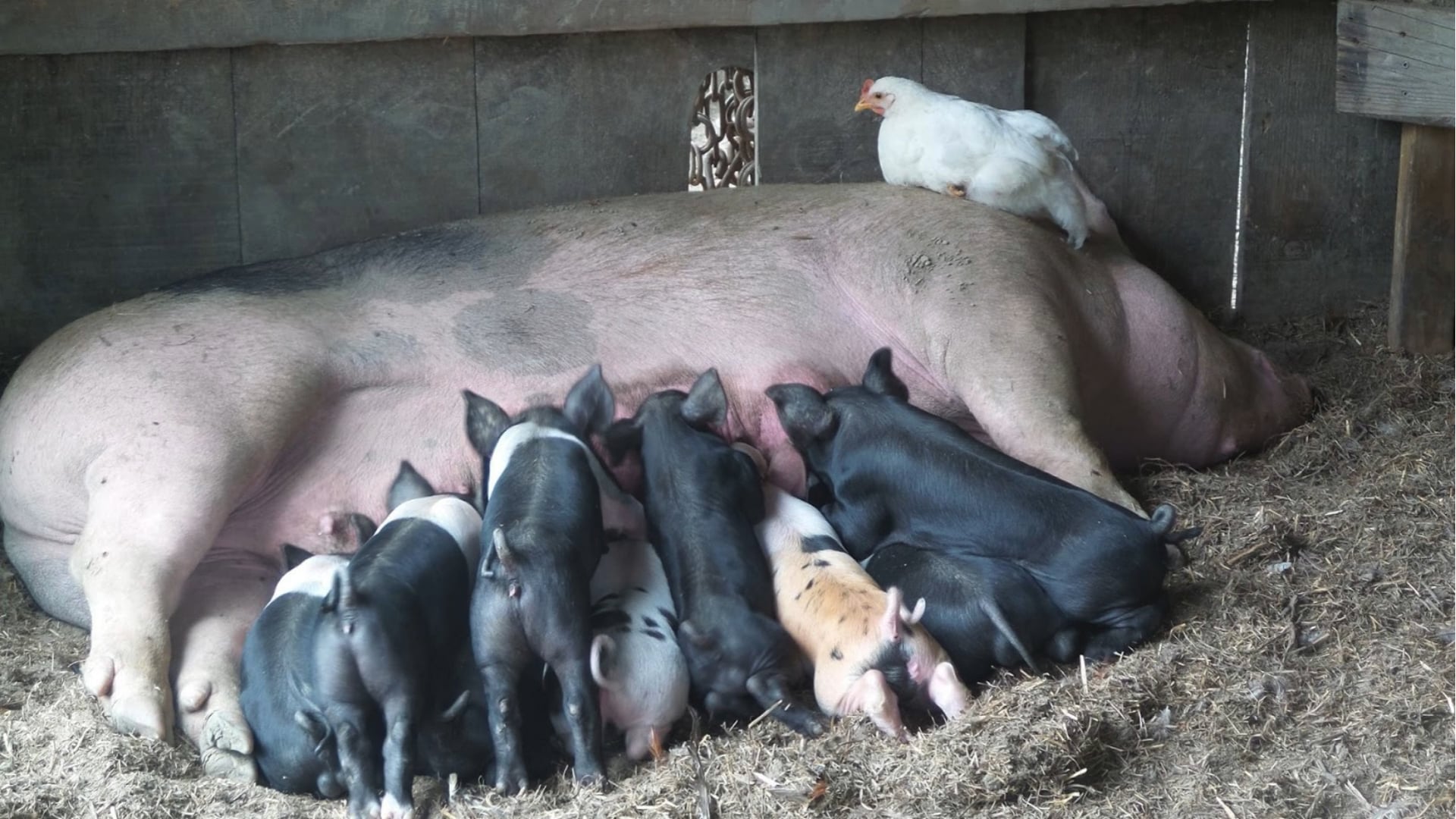 Exciting Horse Rides & Fun at Our Petting Zoo