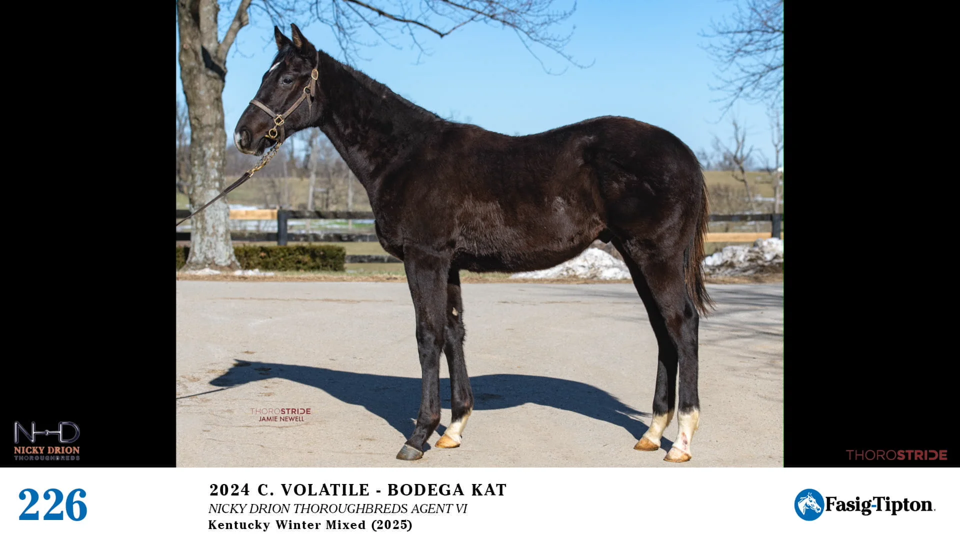 FTKWM25, Hip 226, c. Volatile-Bodega Kat 24