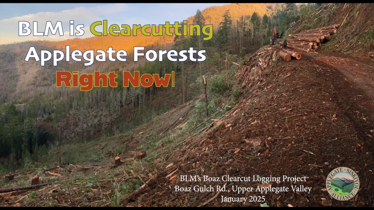 BLM's Boaz Clearcut Timber Sale January 2025