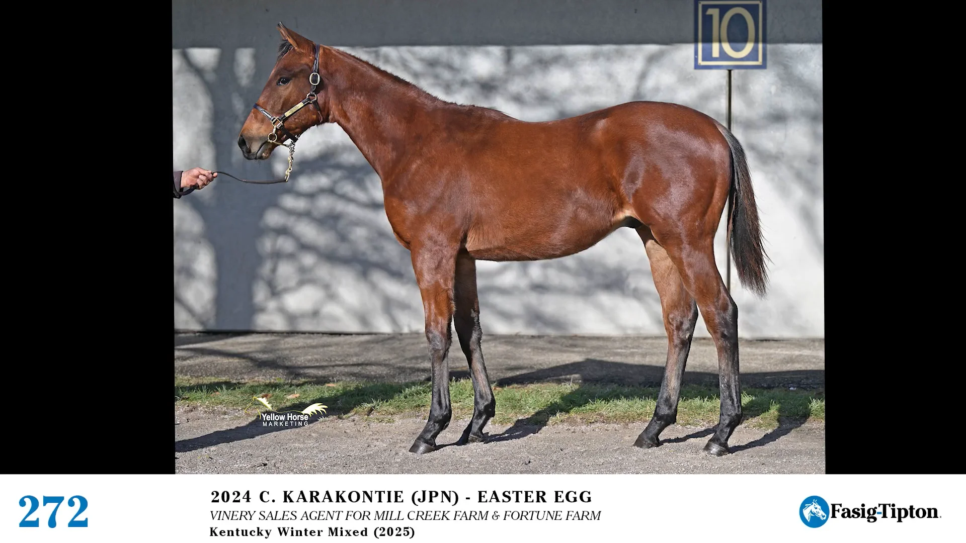 2025 Fasig-Tipton Kentucky Winter Mixed Sale: Hip #272 Karakontie (JPN ...
