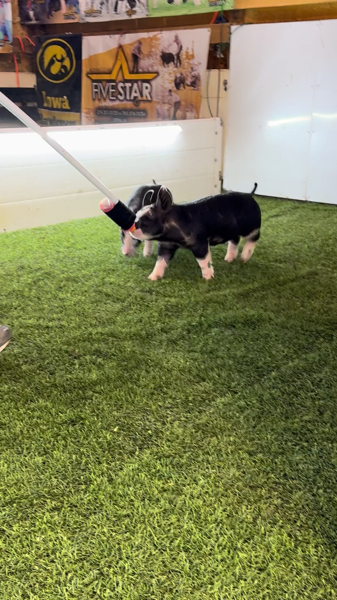 FIVE STAR GENETICS 1-1BG 2025