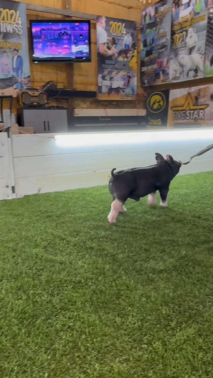 FIVE STAR GENETICS 1-5BB 2025