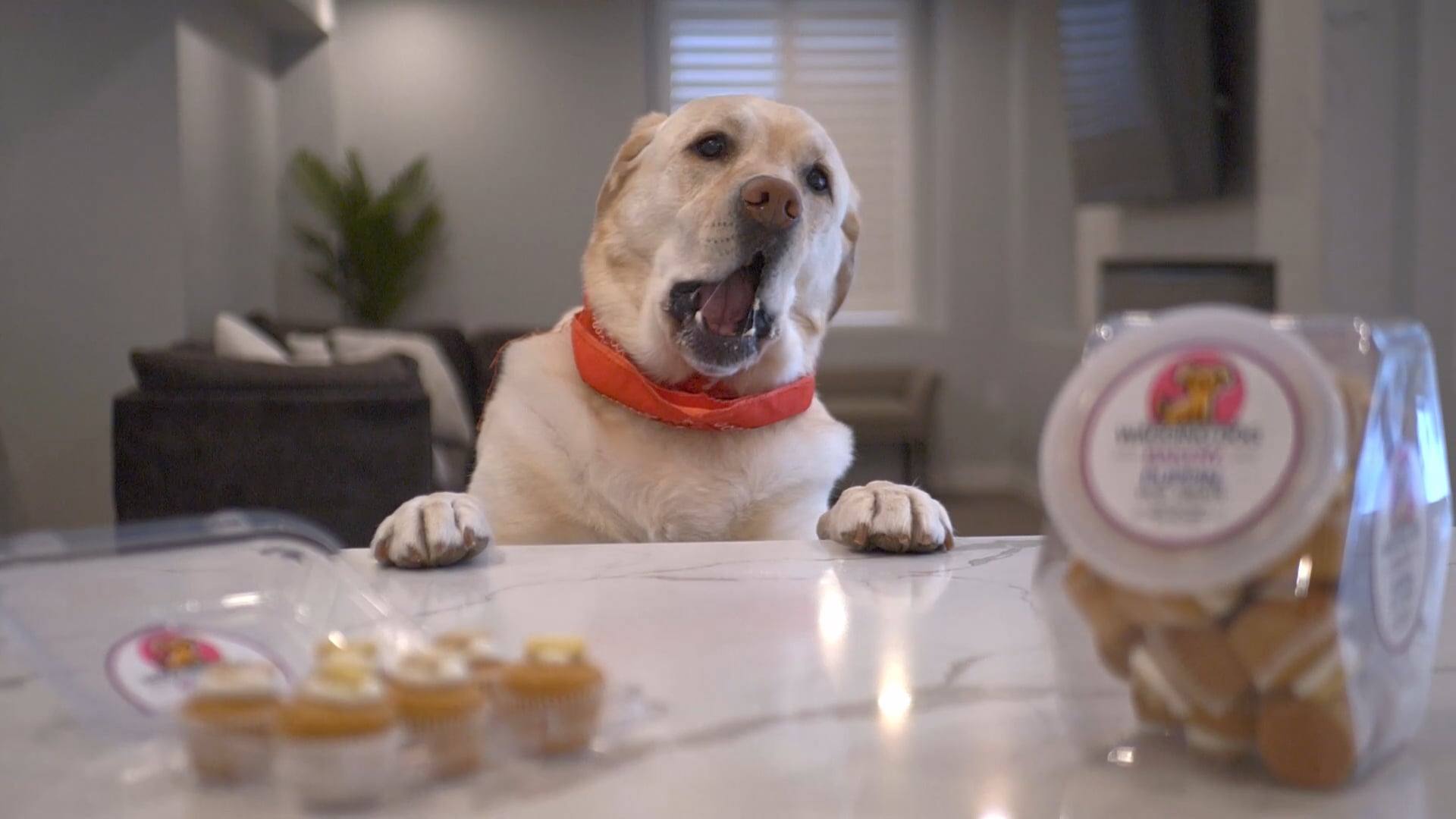 Wagging Dog Bakery