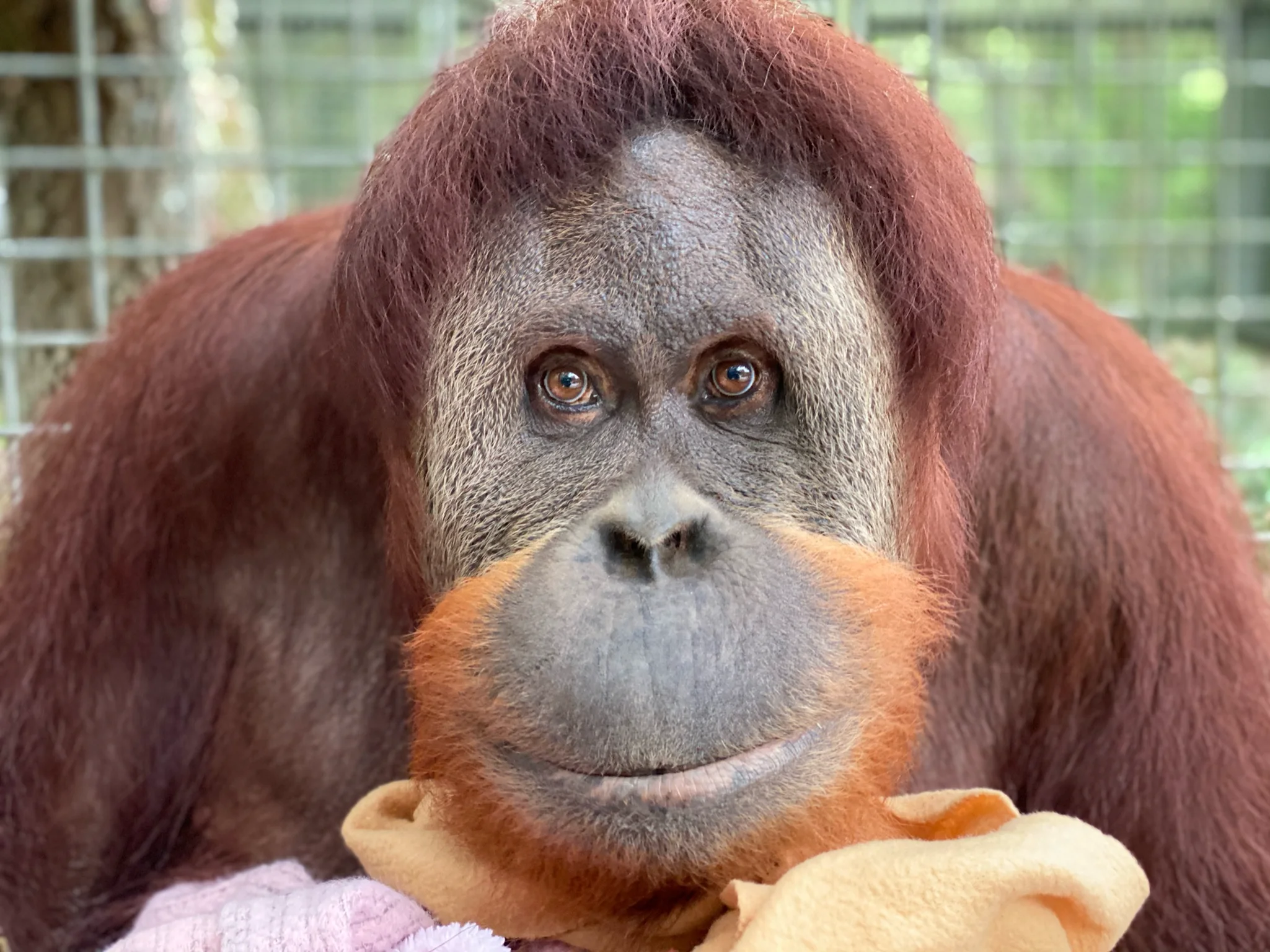 Braided Paper Foraging Enrichment