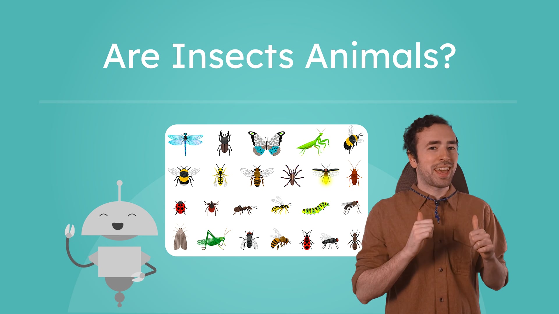 Are Insects Animals?