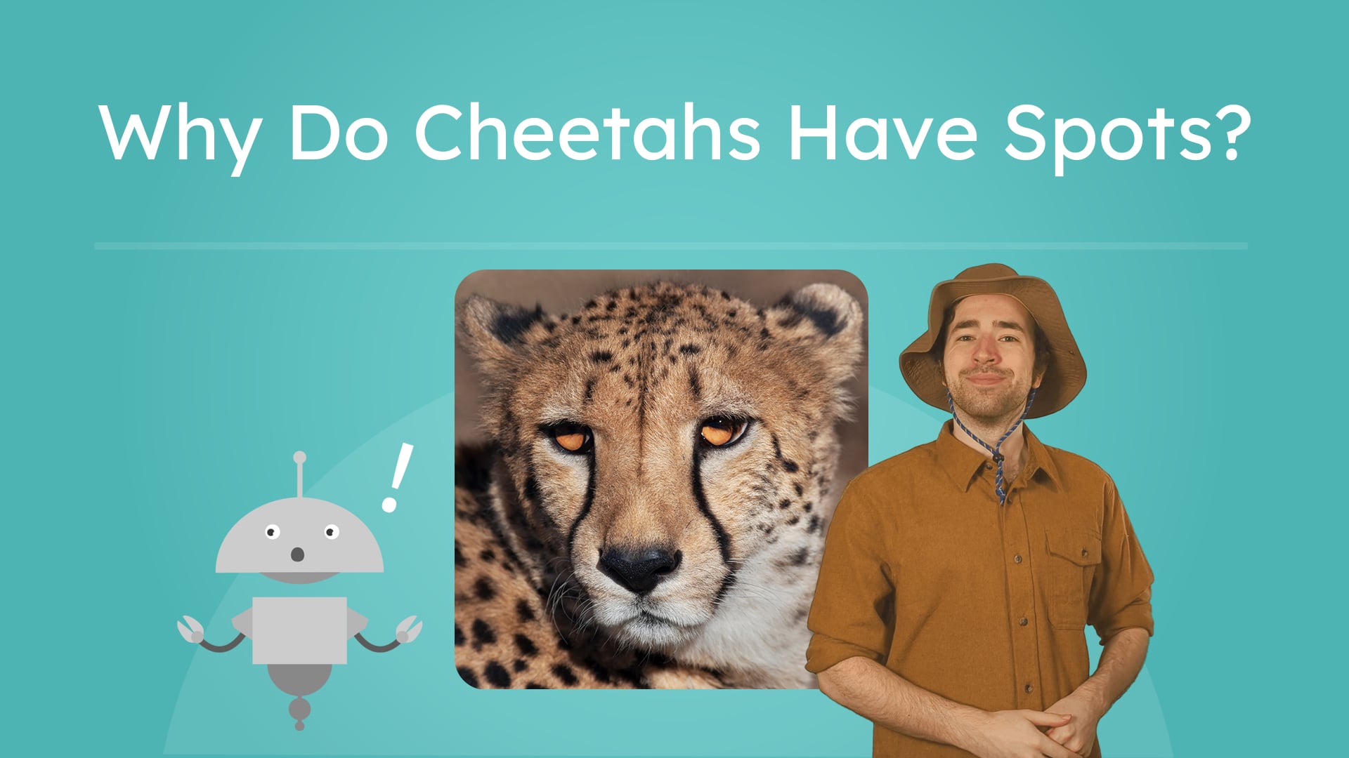 Why Do Cheetahs Have Spots?