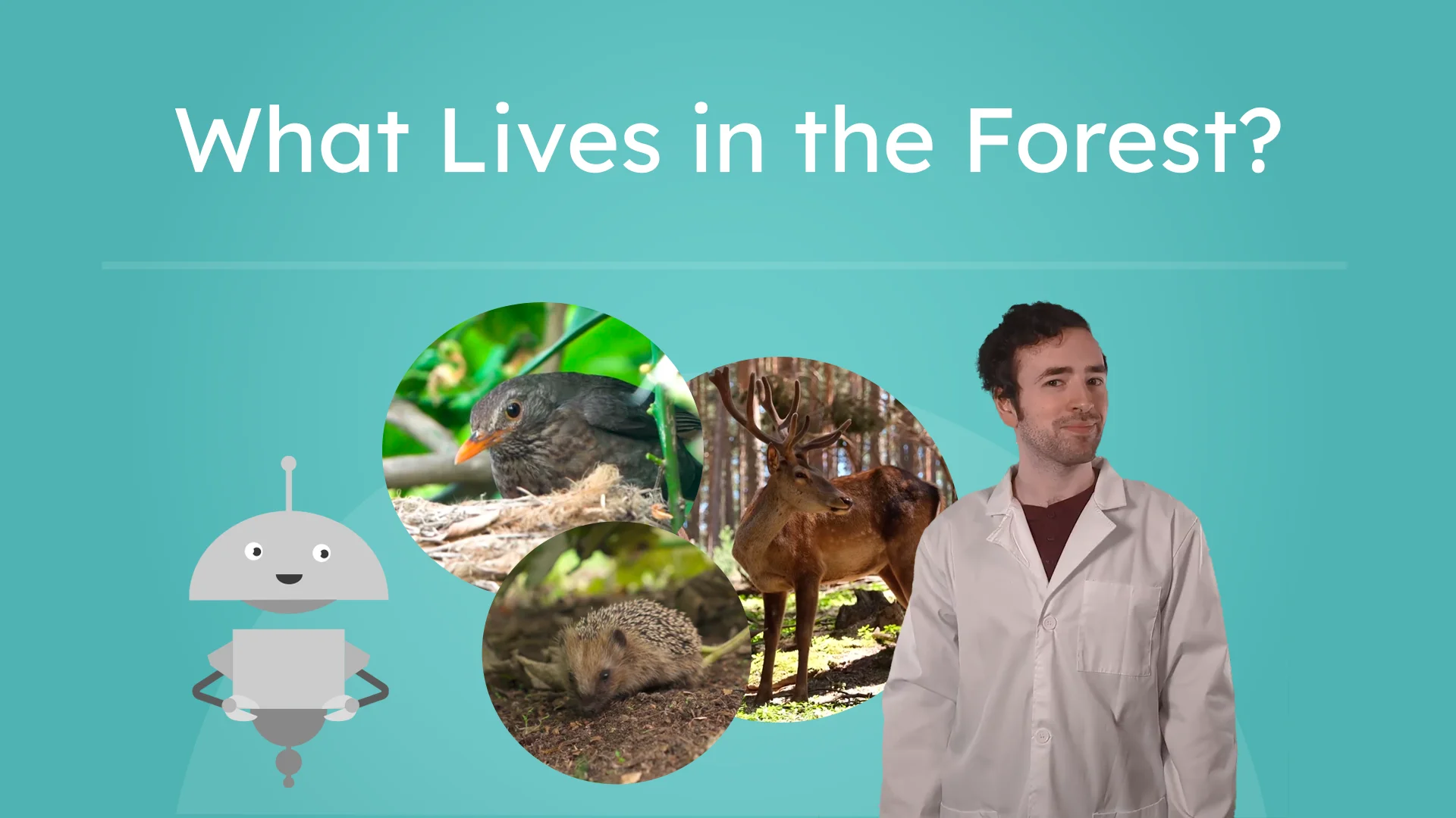 What Lives in the Forest?