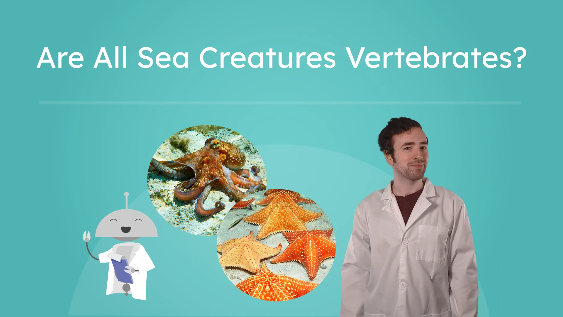 Are All Sea Creatures Vertebrates?