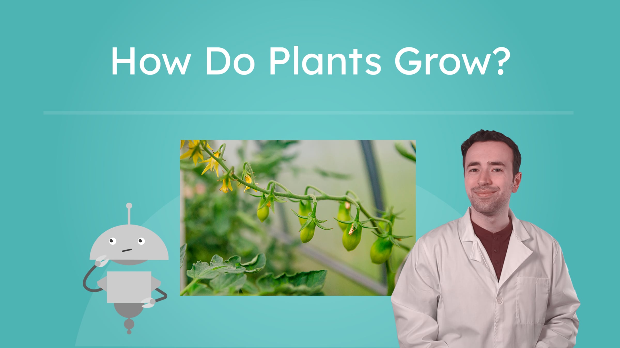 How Do Plants Grow?