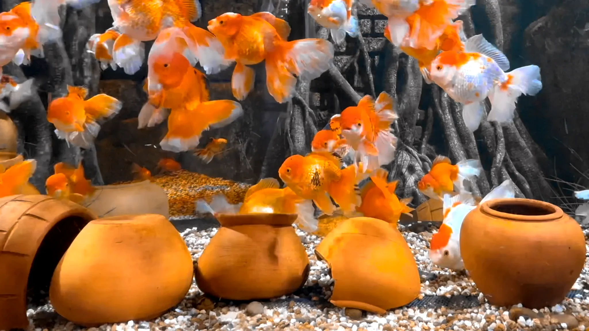 Watch Orange Oranda Goldfish Aquarium Online | Vimeo On Demand on Vimeo