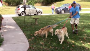 Blue Bridge Dog Training