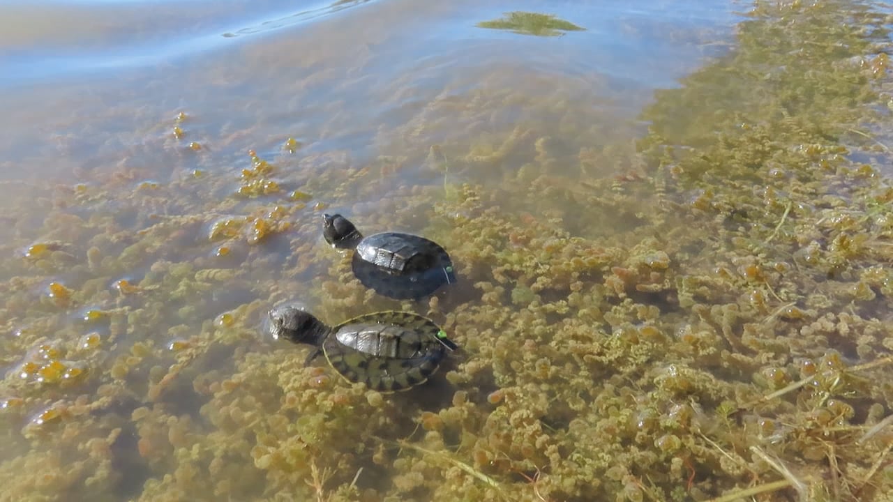 Turtles in Schools Blog | 1 Million Turtles