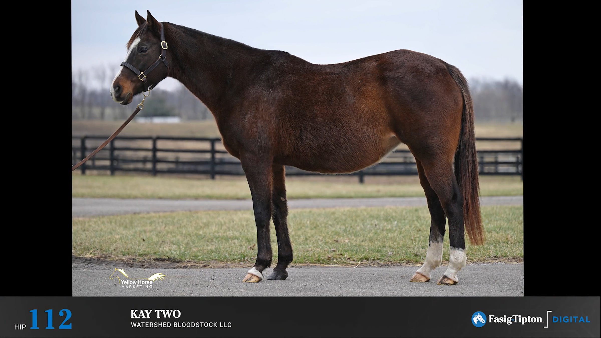2025 Fasig-Tipton Digital February Sale: Hip #112 Kay Two (in foal to ...