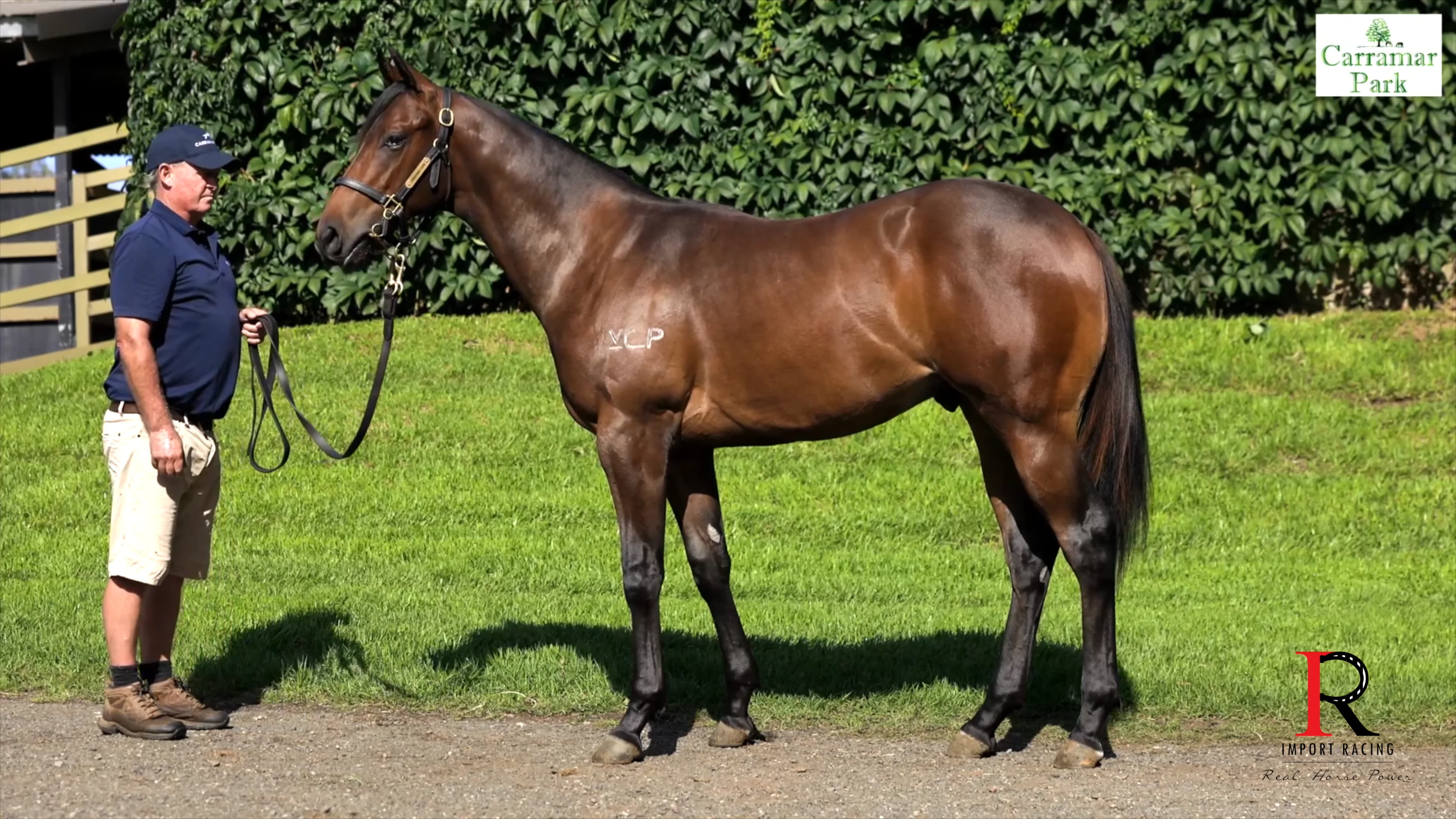 Lot 352 Harry Angel x Kindling Spirit Colt