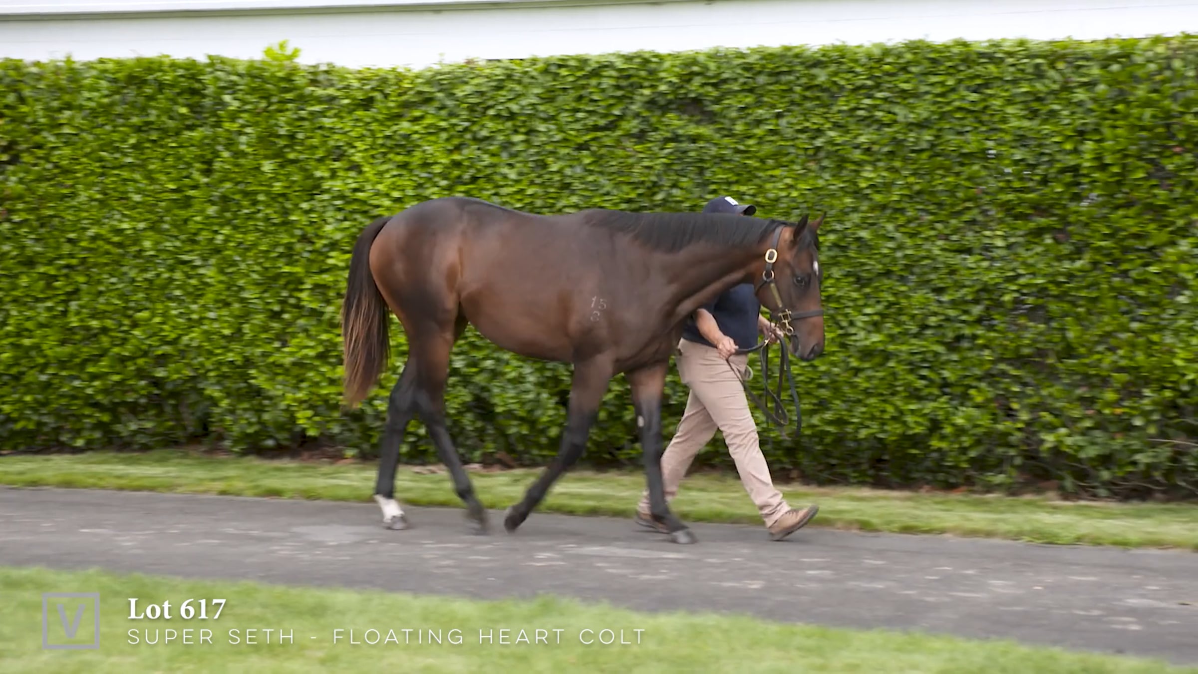 Lot 216 Super Seth x Floating Heart Colt