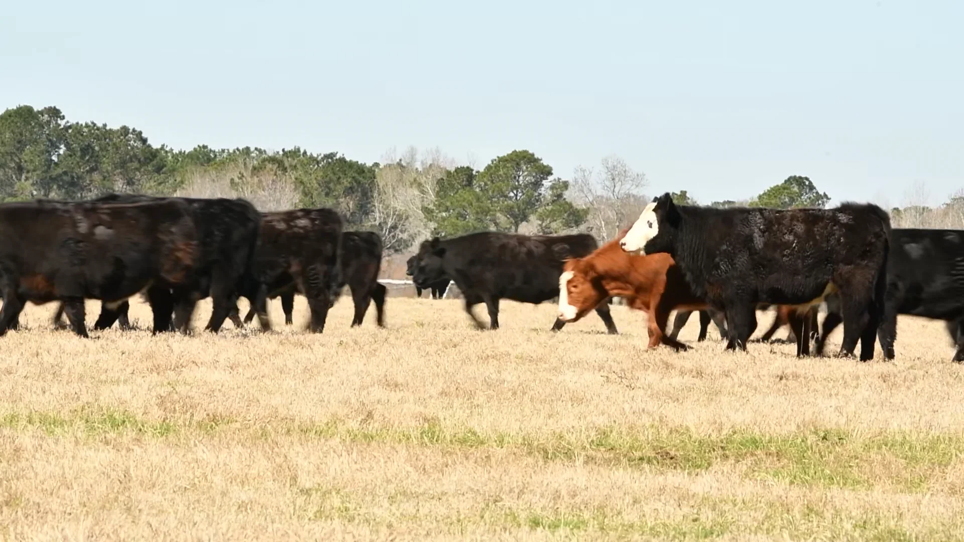 2230_Smith Brothers fdr strs Coleman Harrison_uto