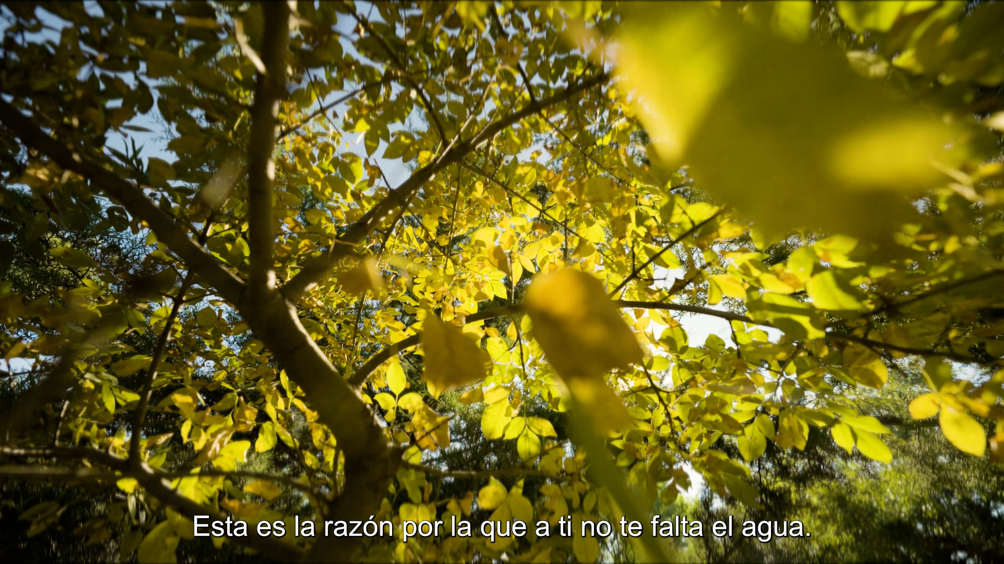 Somos Grupo Bosque Real