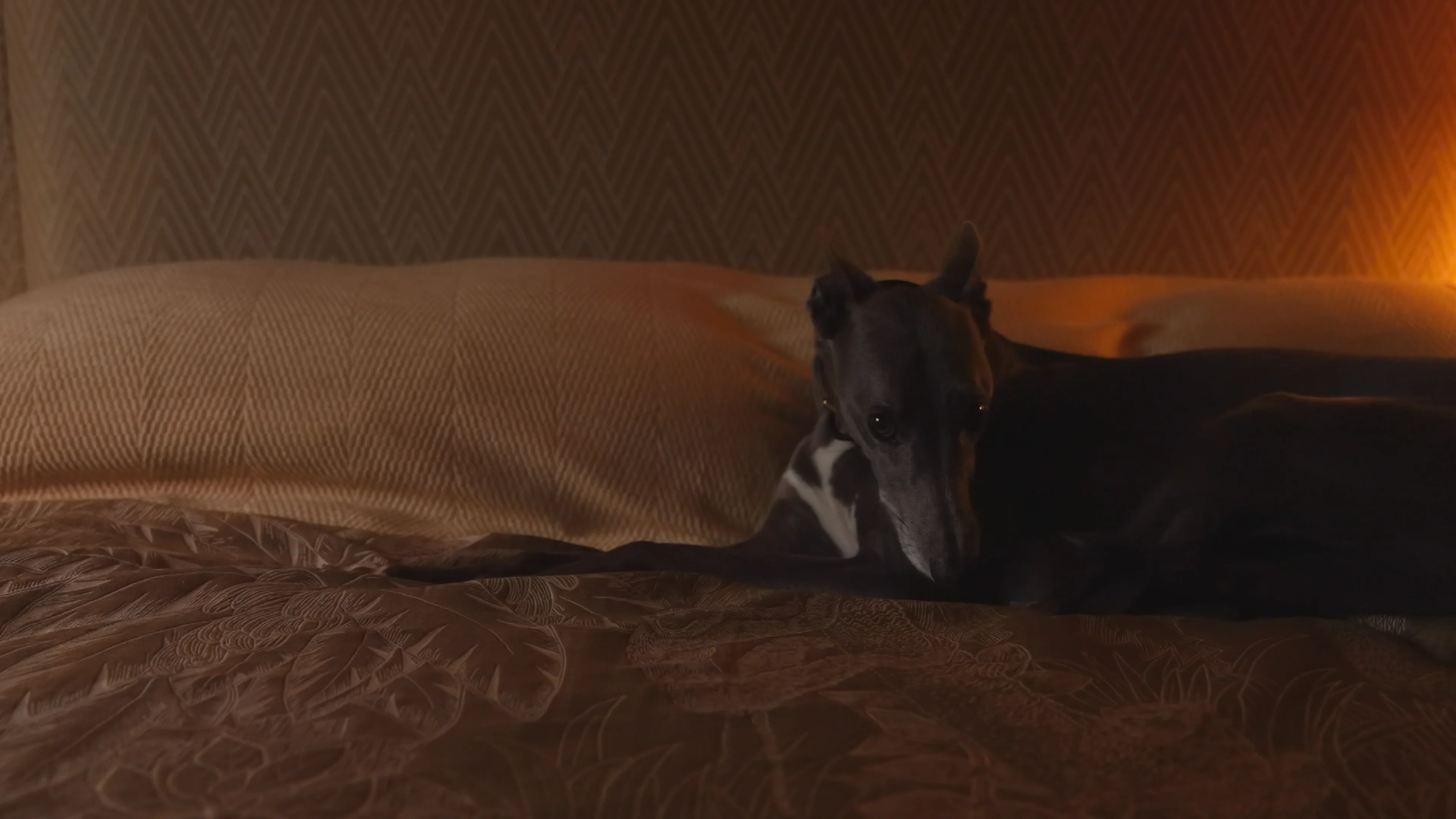 Philae - Sepia - Weave