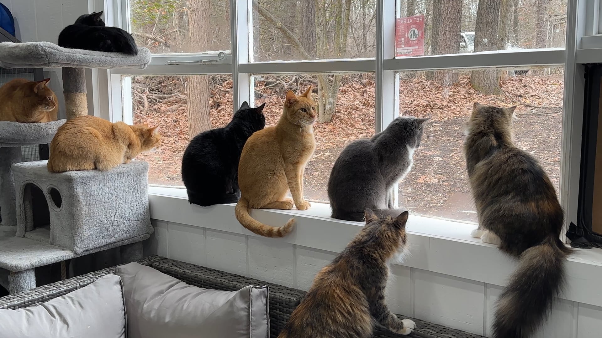 Forescue, Inc. - Adopt a Cat, Adopting a Kitten, Maine Coon Rescue