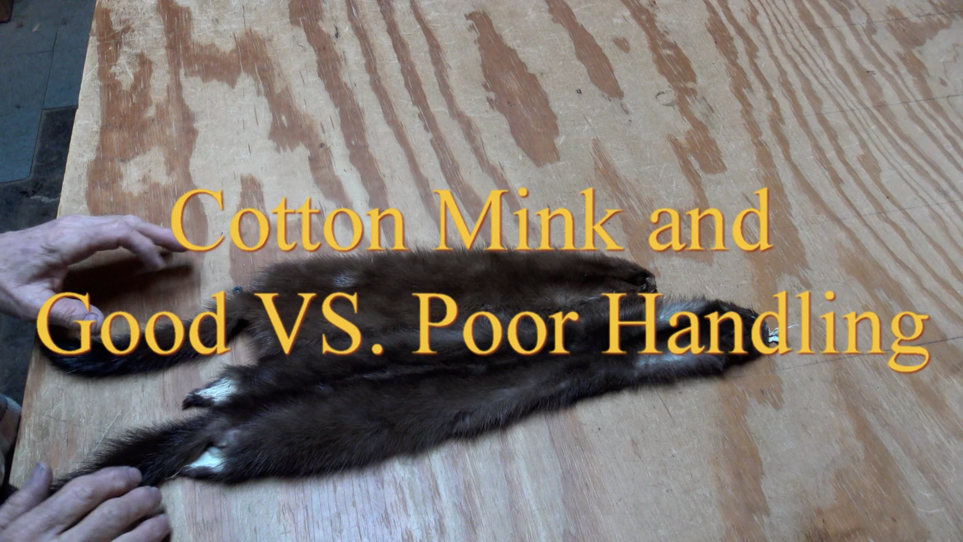 Cotton Mink And Proper Handling