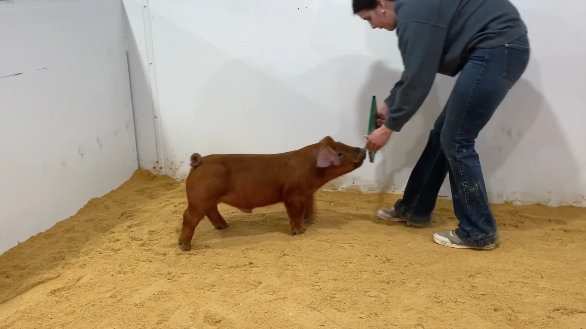3-3 Duroc Male