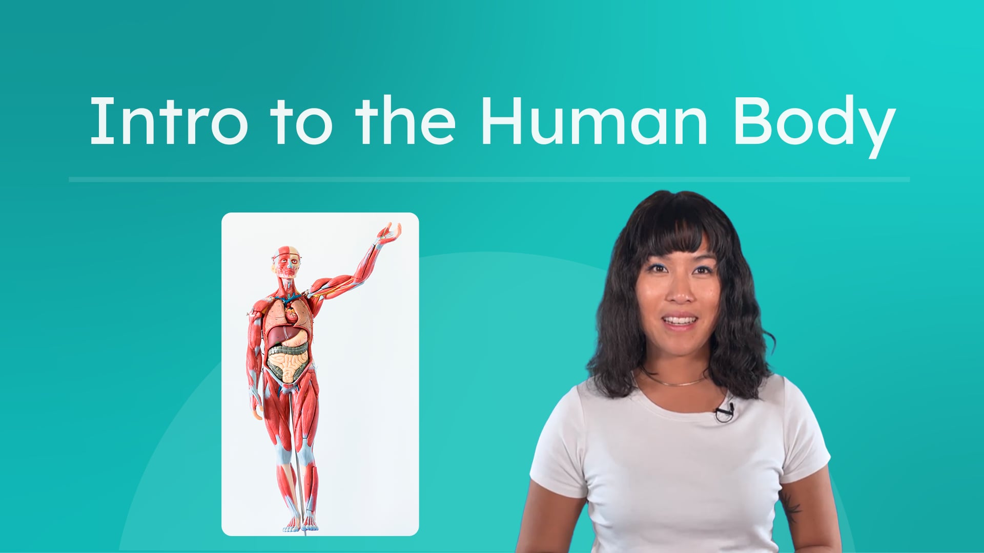 Intro to the Human Body