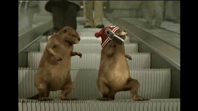 Bell / Beavers - Live TV on Vimeo