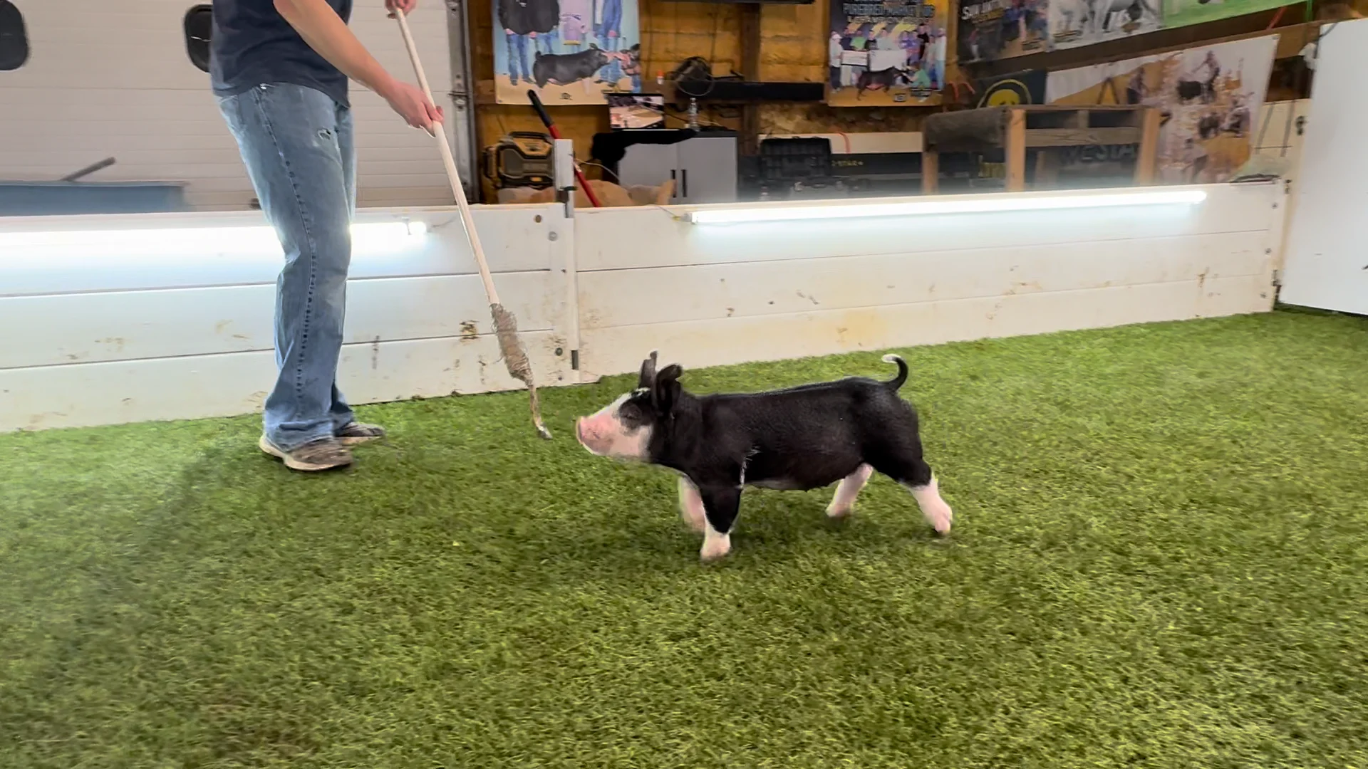 FIVE STAR GENETICS 10-4_BG 2025