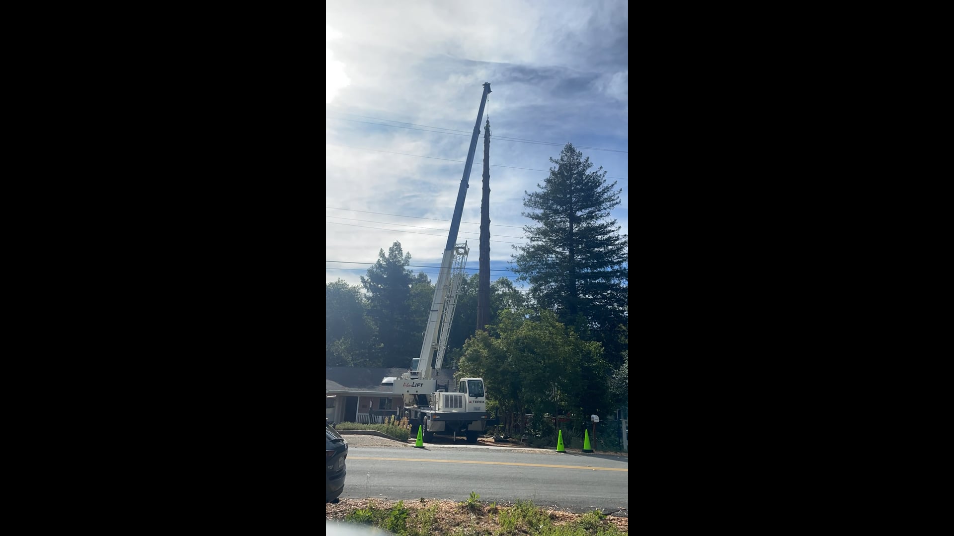 Professional Tree Service | Vincent Arbor Works LLC