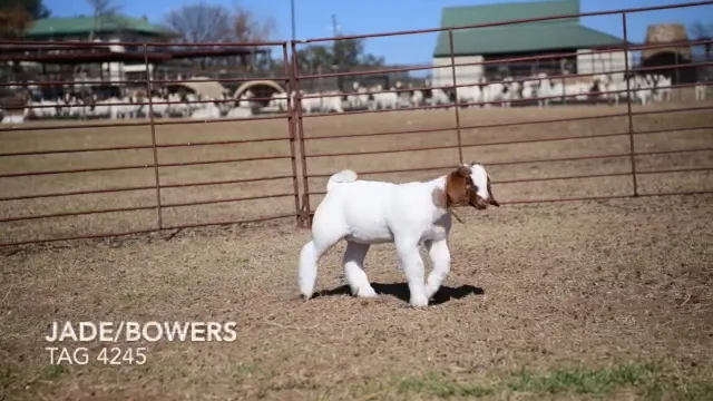 Jade:Bowers Tag 4245 - SD 480p