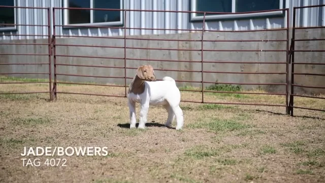 Jade:Bowers Tag 4072 - SD 480p