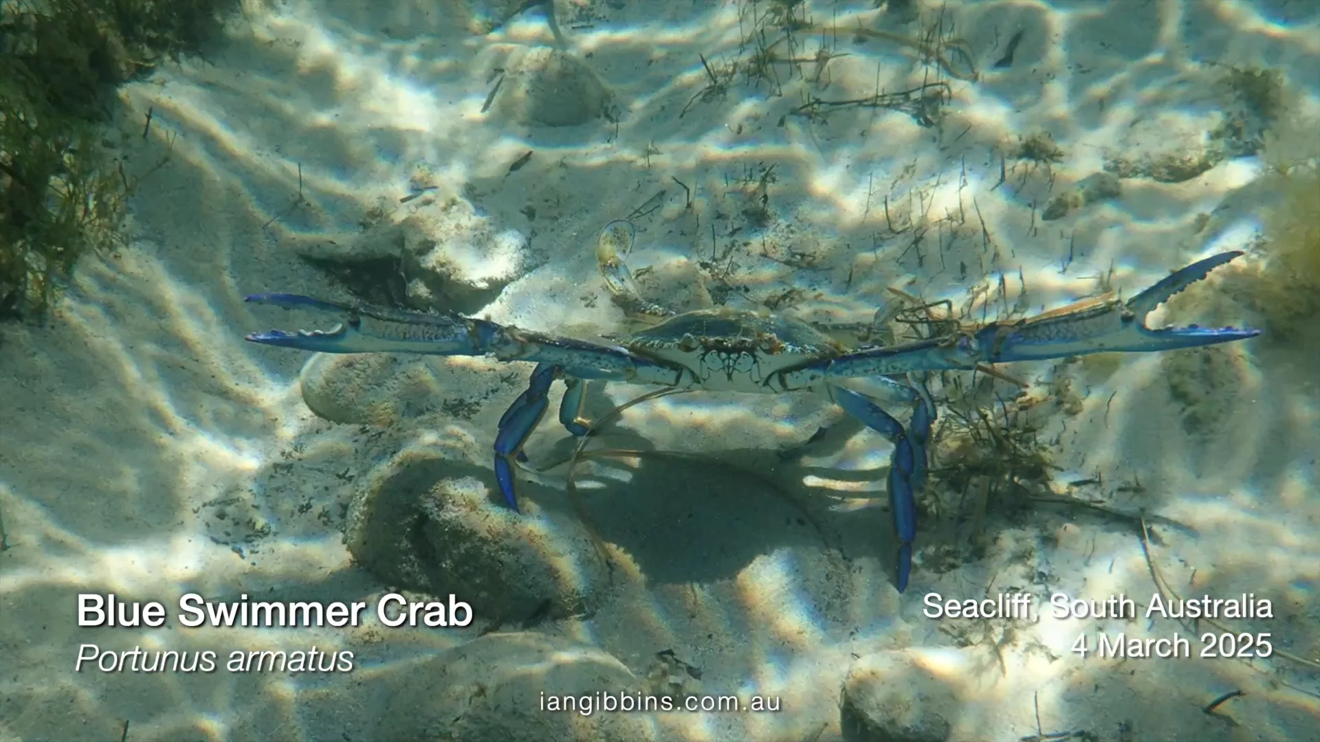 The Blue Swimmer Crab