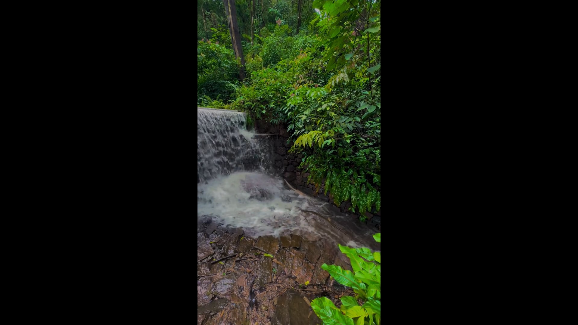 Forestvalley Coorg