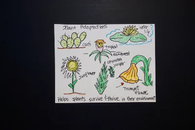 Let's Draw Plant Adaptations!