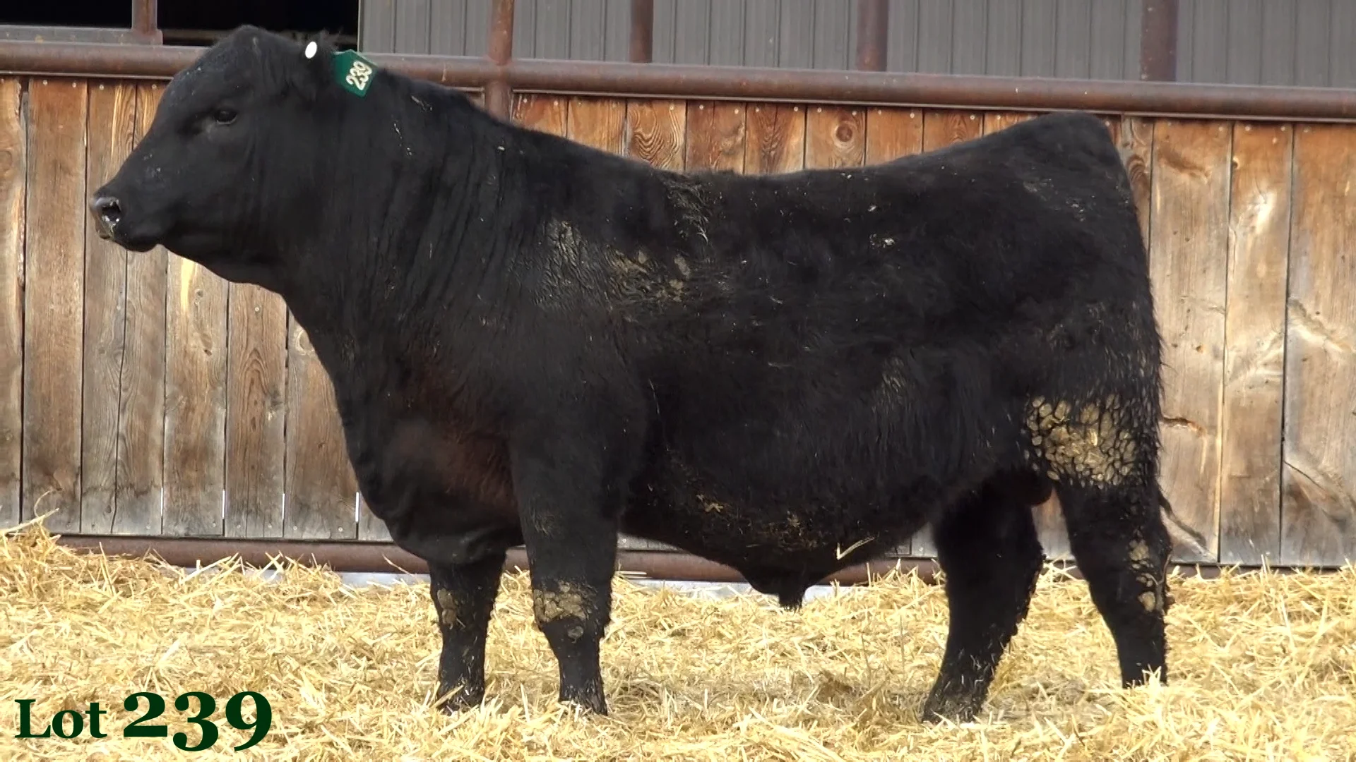 MT Perf COOP Lot 239