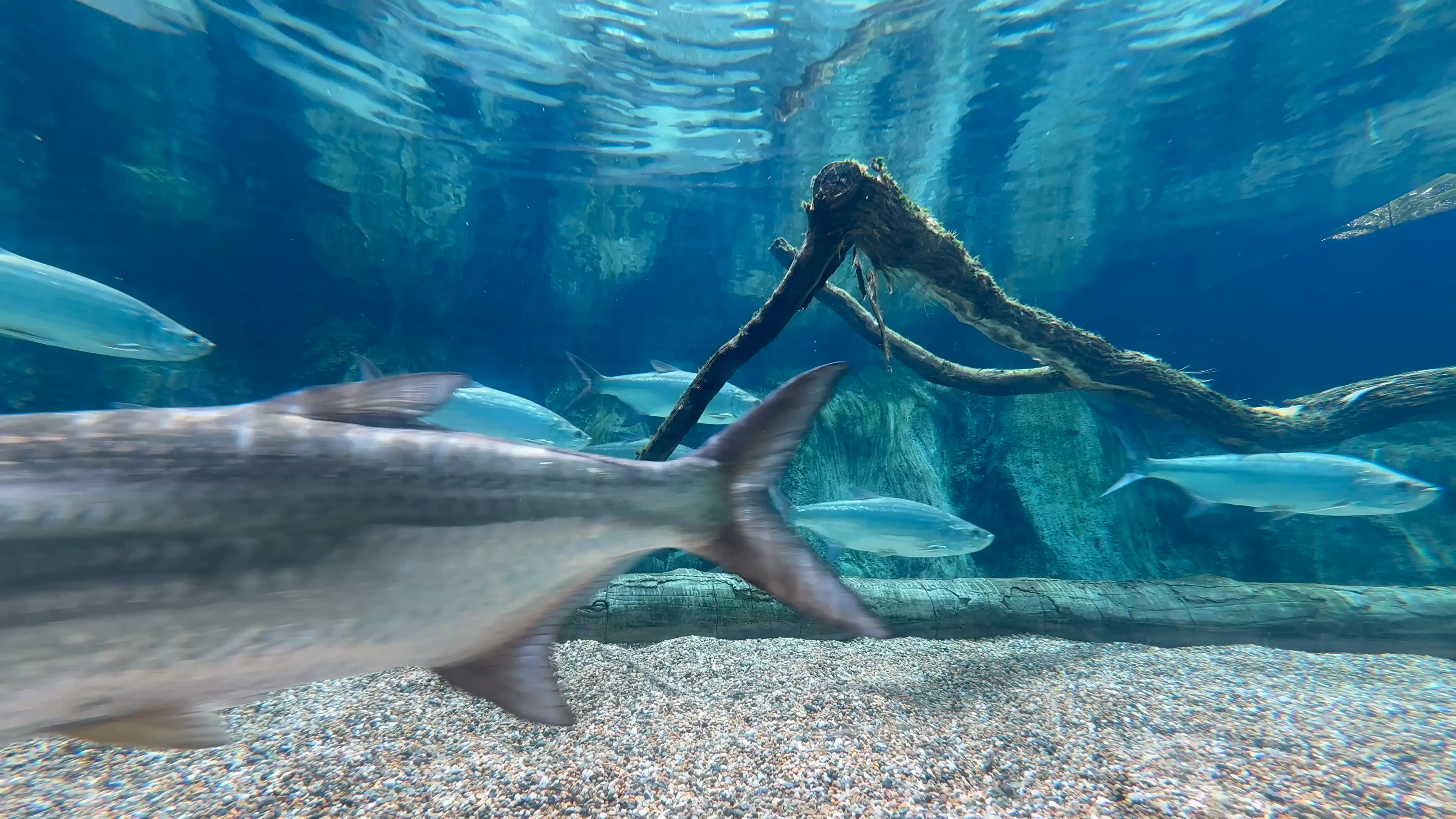 Watch River Aquariums - River Tank Tarpon Fish Online | Vimeo On Demand ...