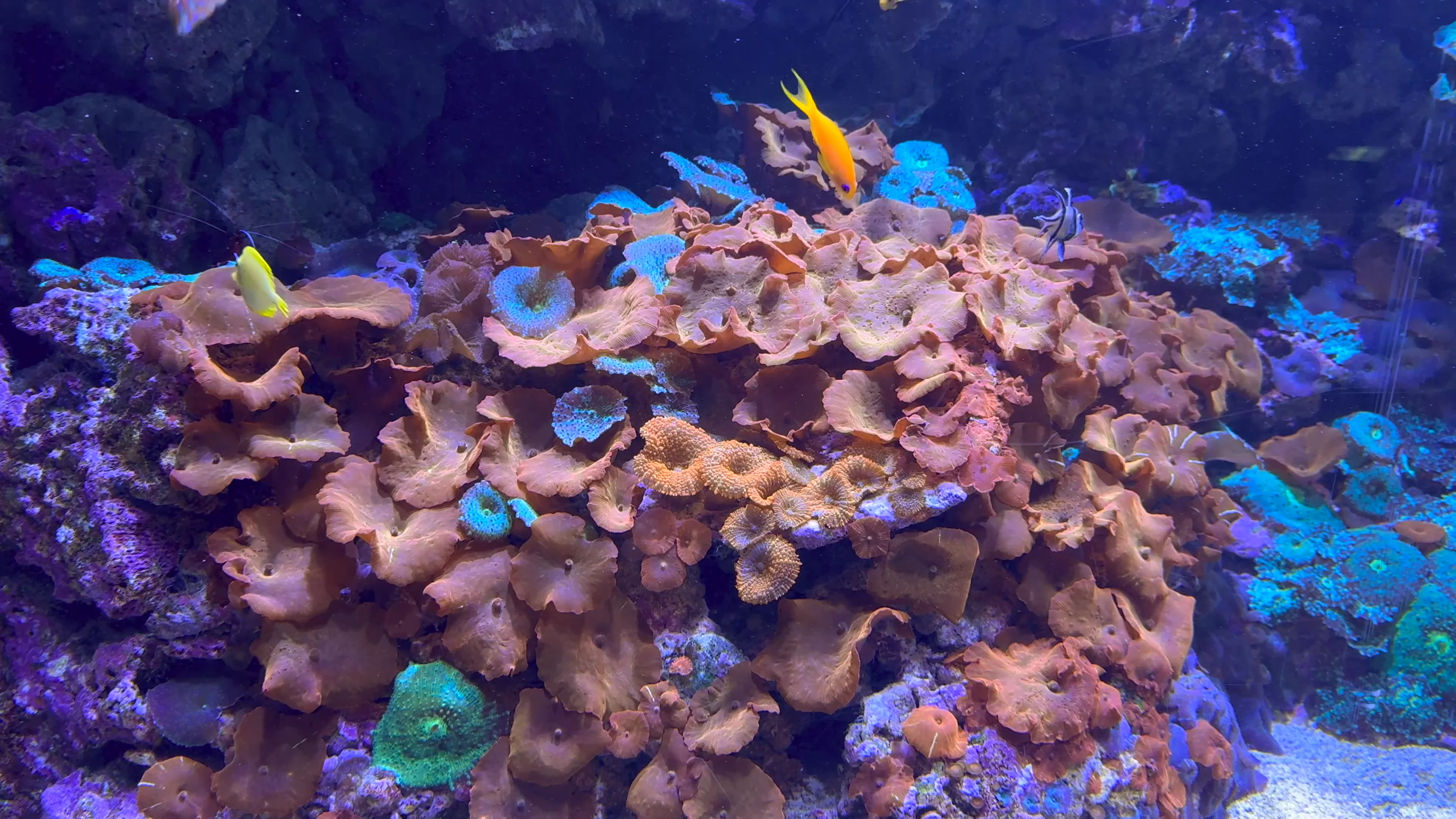 Watch The Great Barrier Reef Aquarium Online | Vimeo On Demand on Vimeo