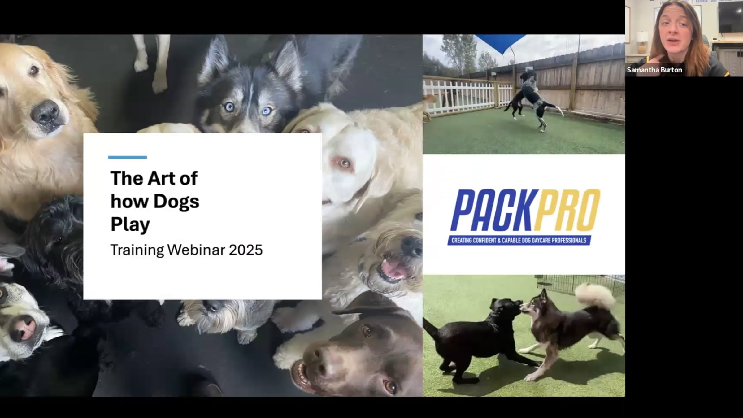 PackPro Webinar: Understanding How Dogs Play