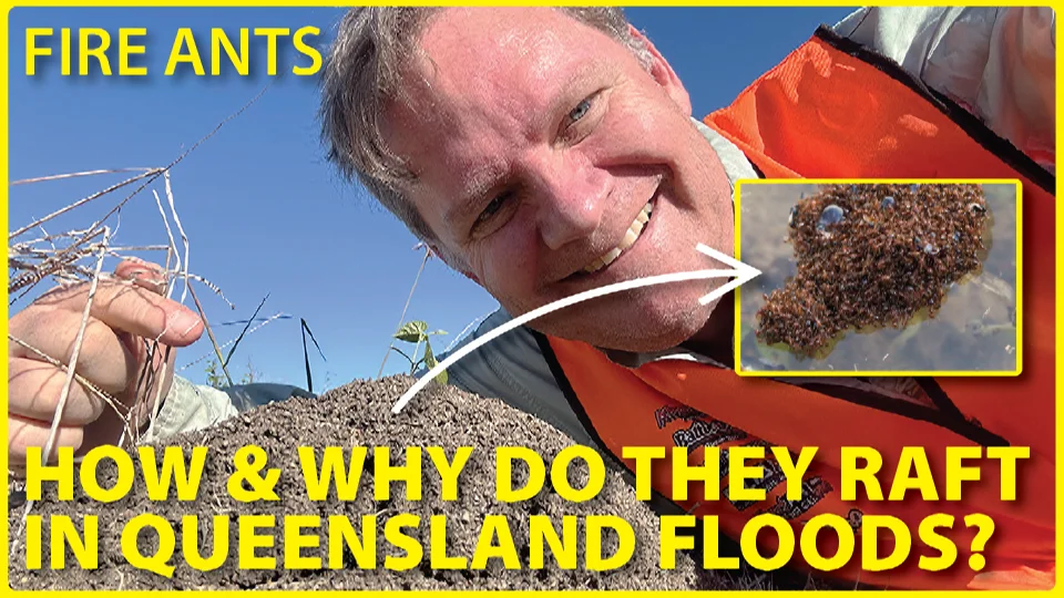 Fire Ant Rafts: The Shocking Survival Secret You Need to See!