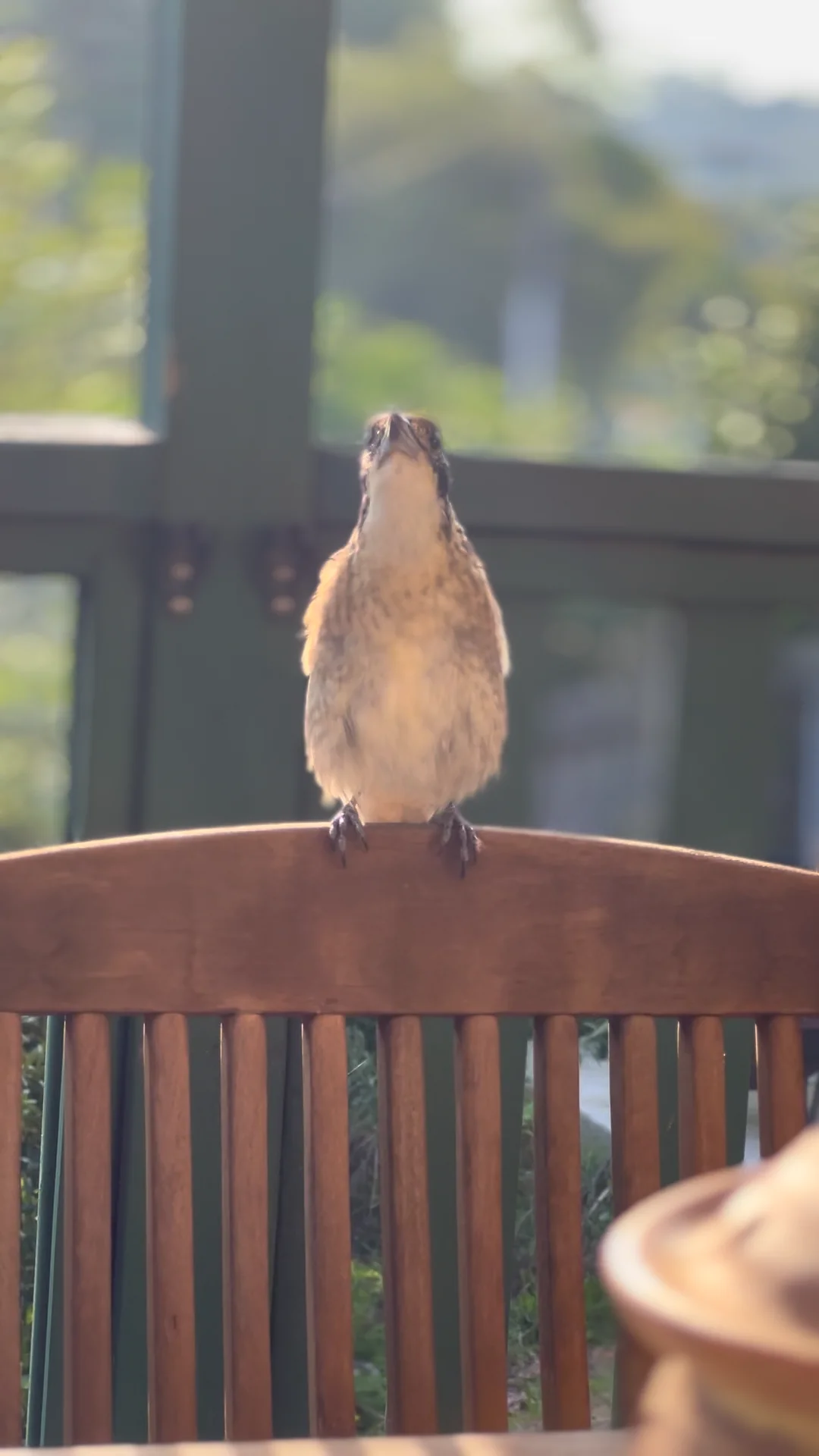 Bean the Butcher Bird