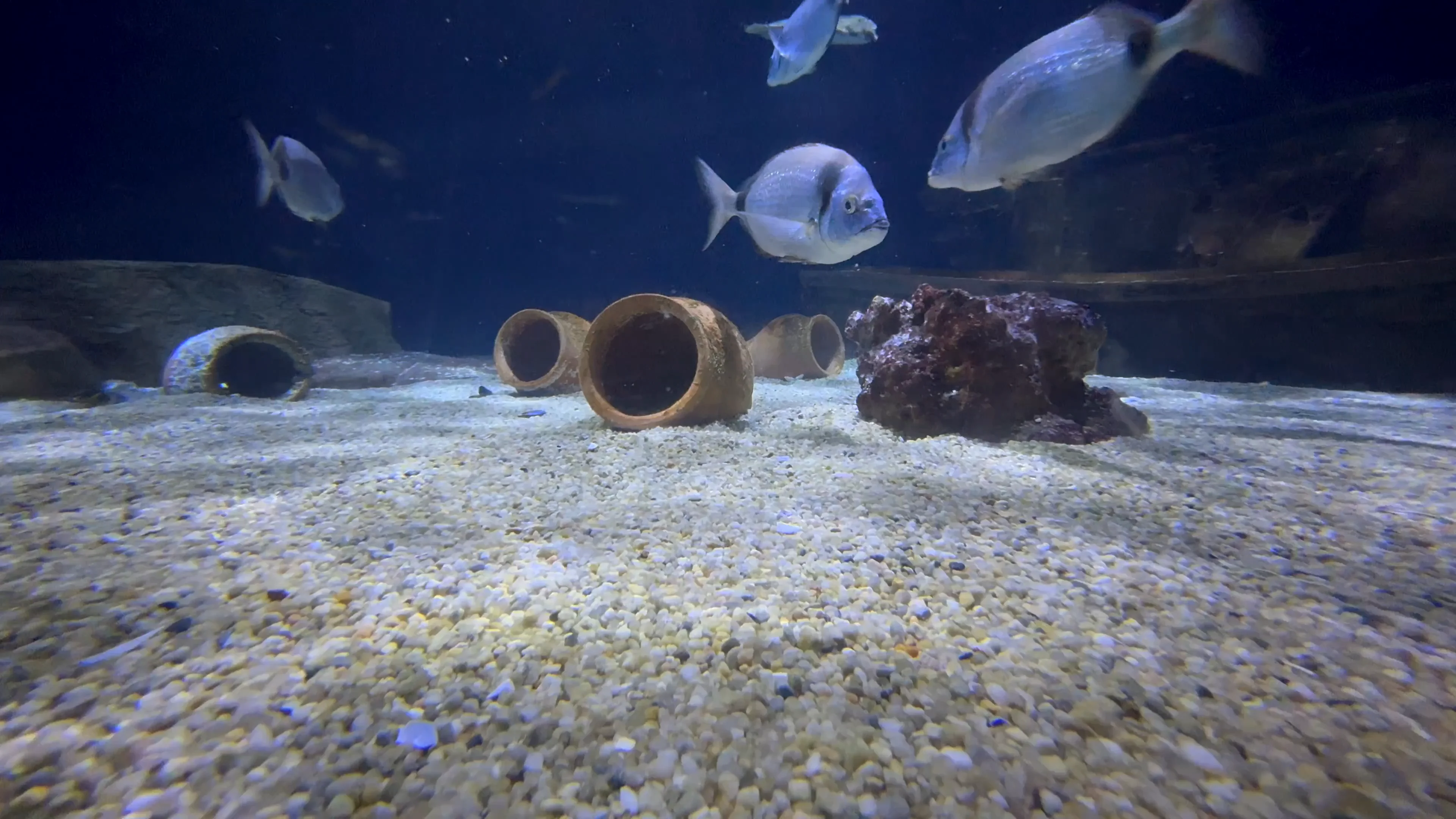 Watch Deep Sea Aquarium - Dreamy Ocean Online | Vimeo On Demand on Vimeo